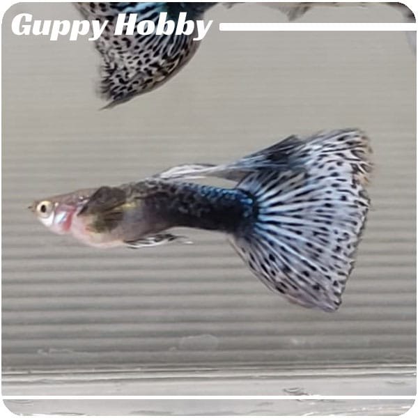 🐟 Compra Singa Blue – Peces Guppy de Calidad